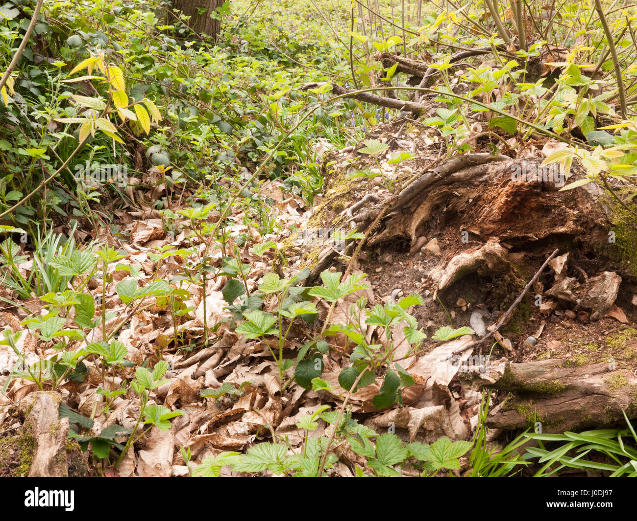 Overgrowth gardens hi-res stock photography and images - Alamy