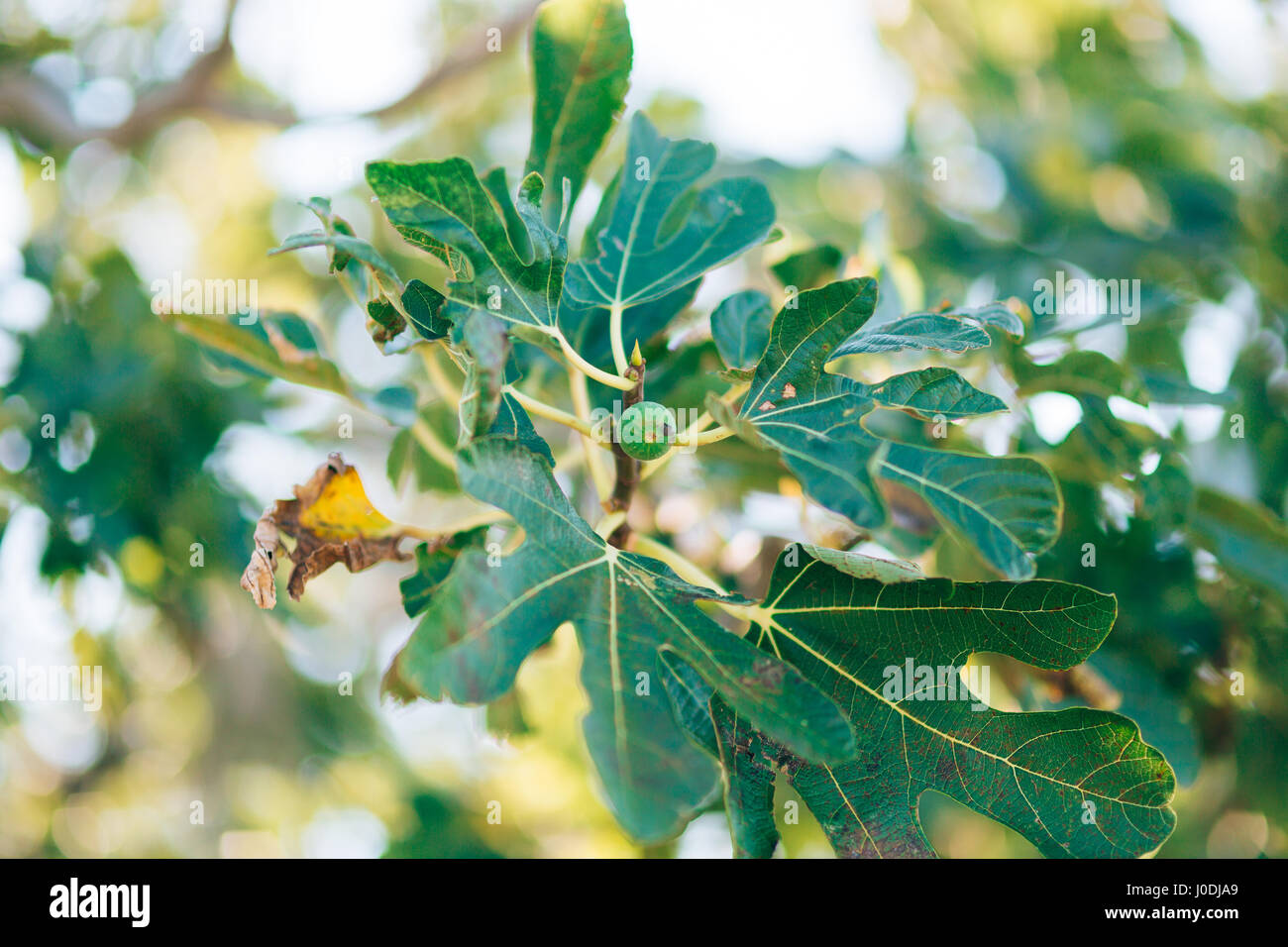 Fig trees, small fruits. Ripening figs Stock Photo - Alamy