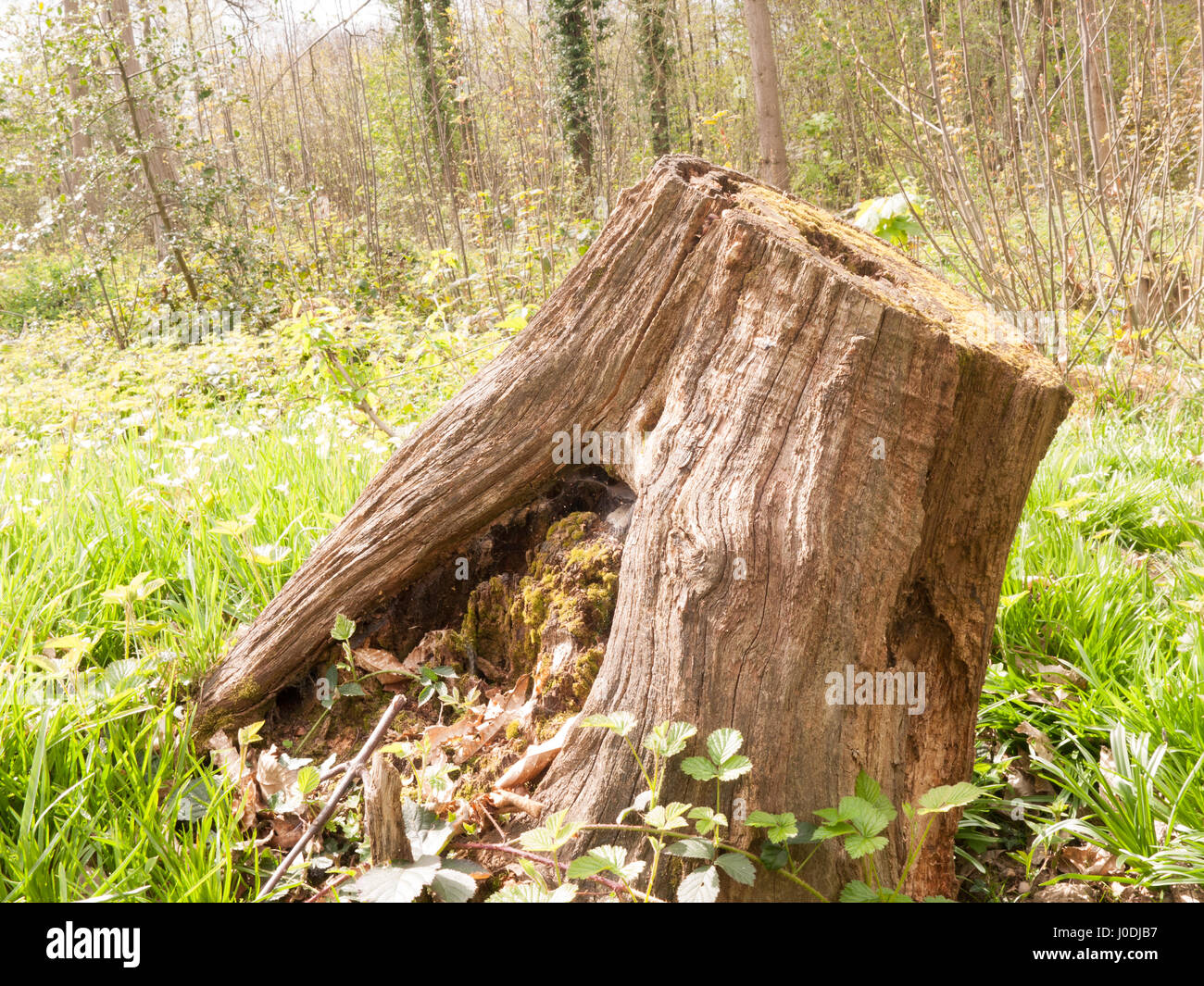 A chopped down bit of tree stump resting upon the forest floor with ...