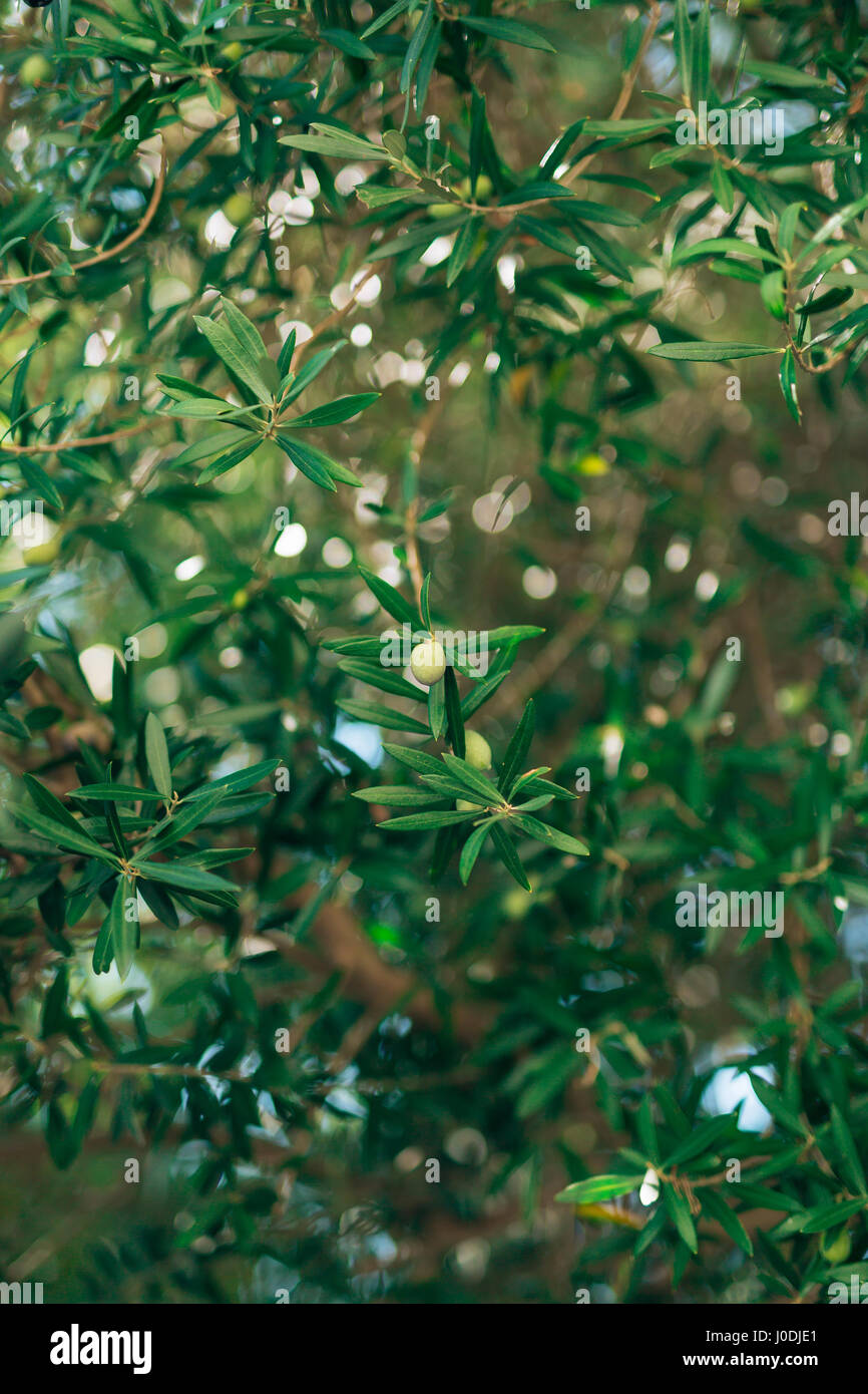 Olive branch with fruits. Olive groves and gardens in Montenegro Stock ...
