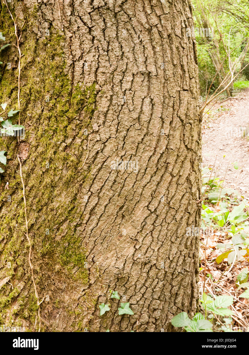 The circular texture of bark upon a tree Stock Photo - Alamy