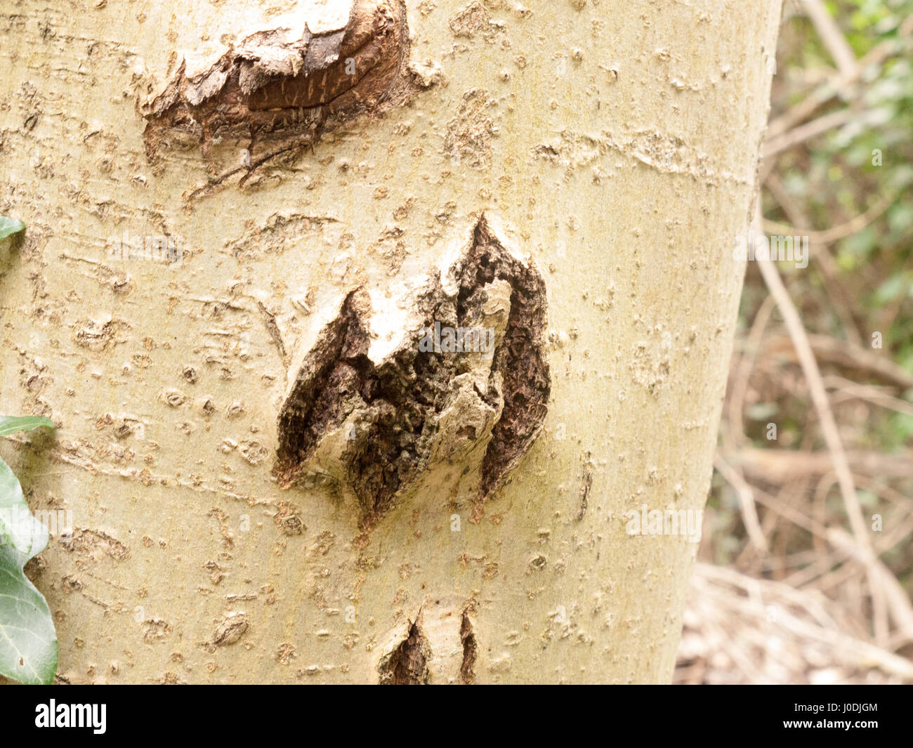 A rough and ripped bit of bark Stock Photo - Alamy