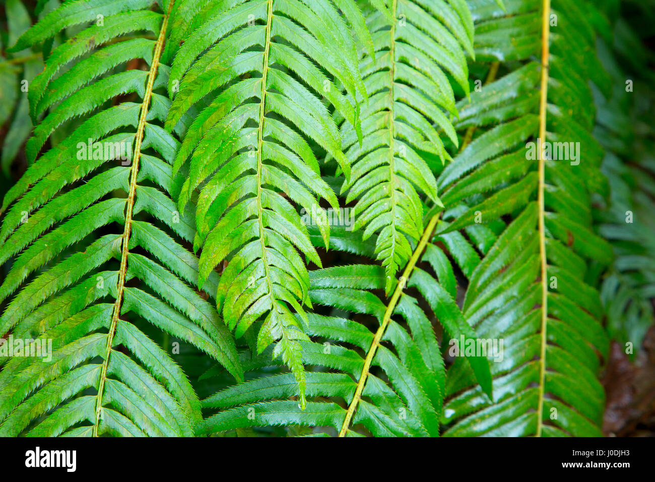 Western sword fern (Polystichum munitum) along Harts Cove Trail ...