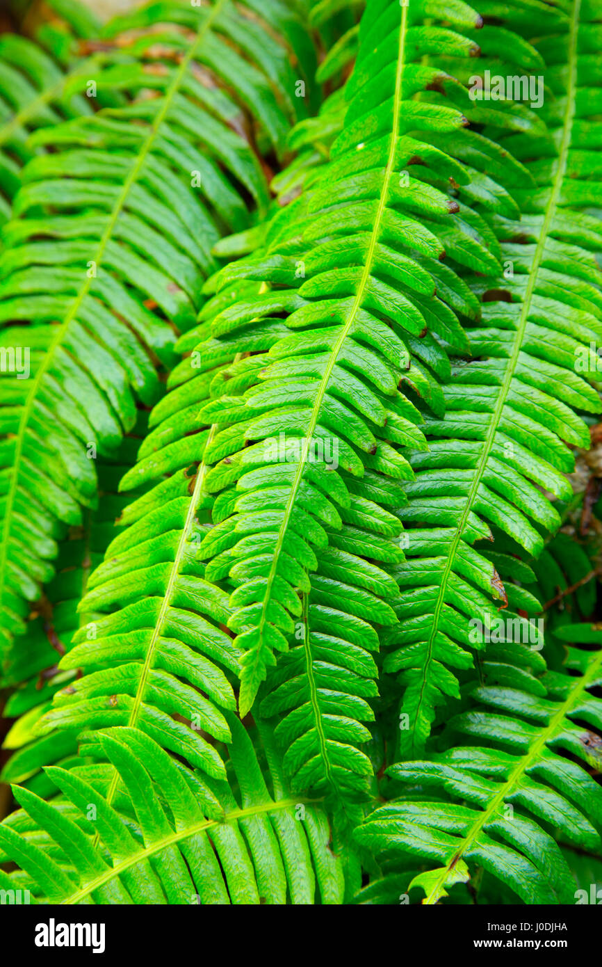 Deer fern (Blechnum spicant) along Harts Cove Trail, Neskowin Crest ...