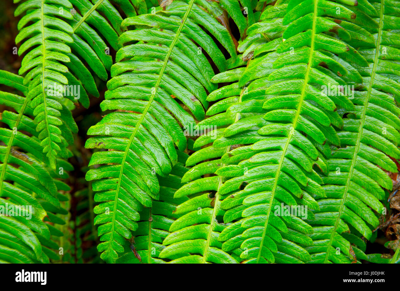 Deer fern (Blechnum spicant) along Harts Cove Trail, Neskowin Crest ...