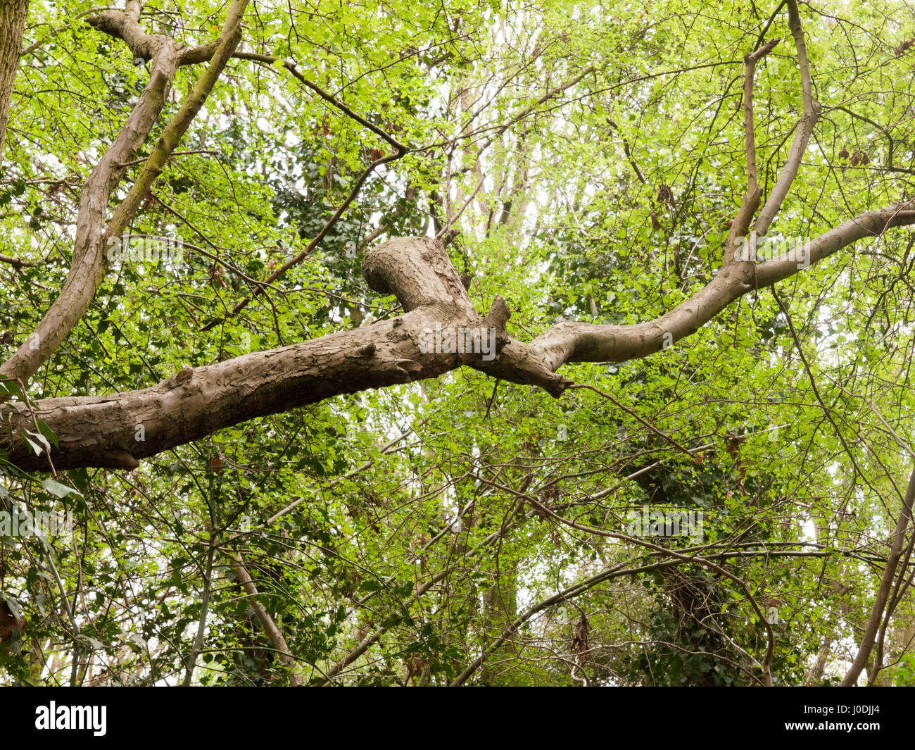 A tree branch towering through a forest Stock Photo - Alamy