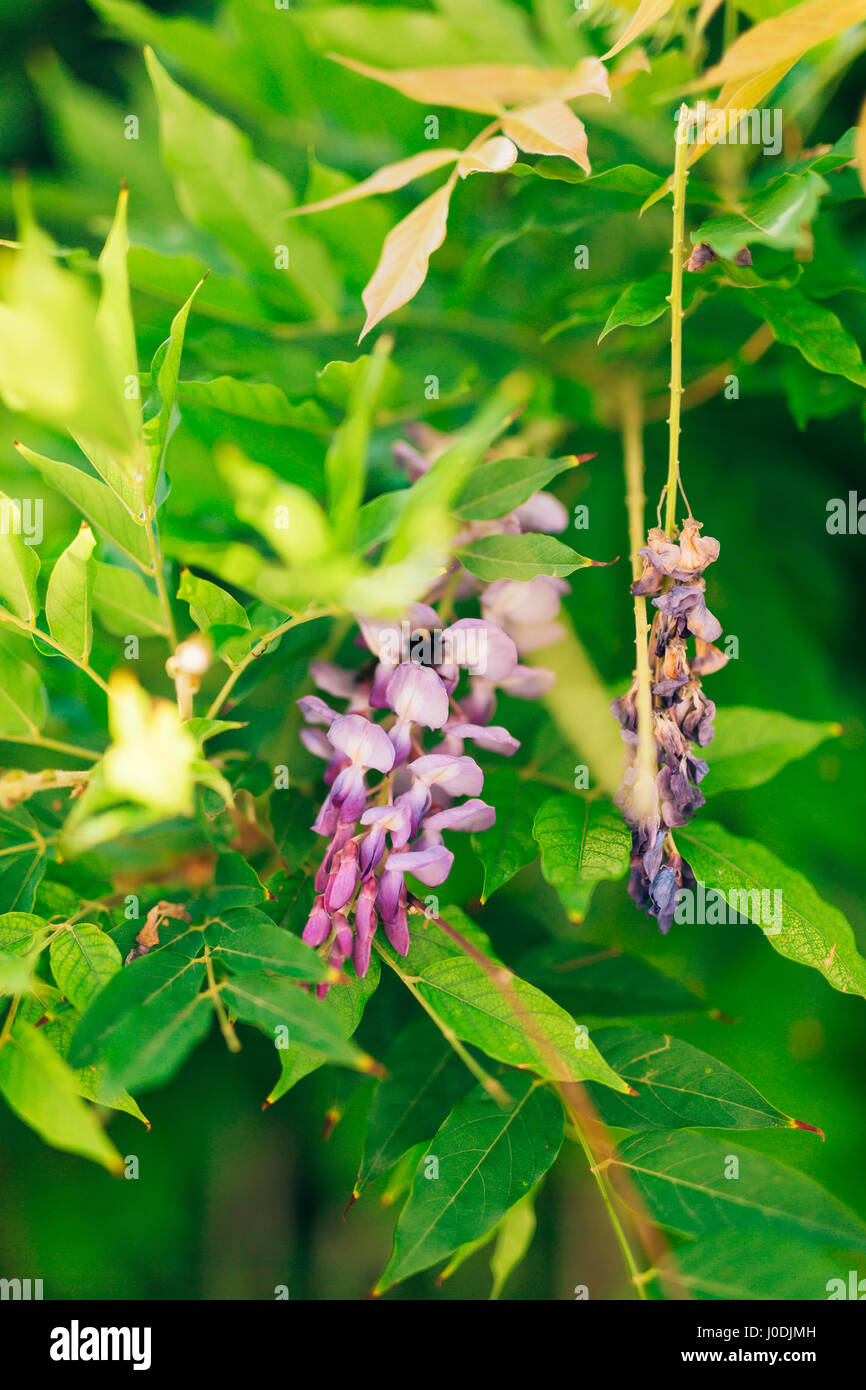 Flowering tree wisteria in Montenegro, the Adriatic and the Balk Stock ...