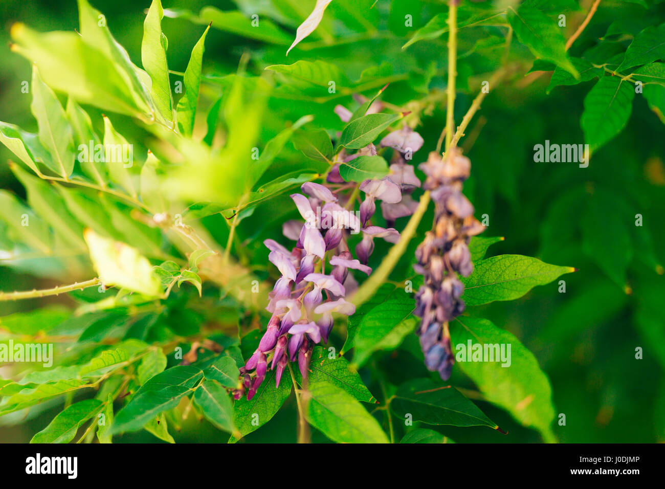 Flowering tree wisteria in Montenegro, the Adriatic and the Balk Stock ...