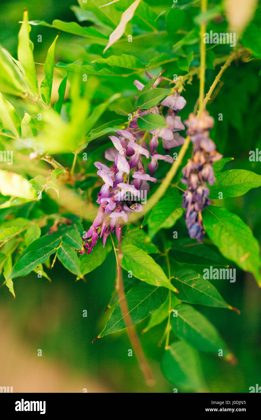 Flowering tree wisteria in Montenegro, the Adriatic and the Balk Stock ...