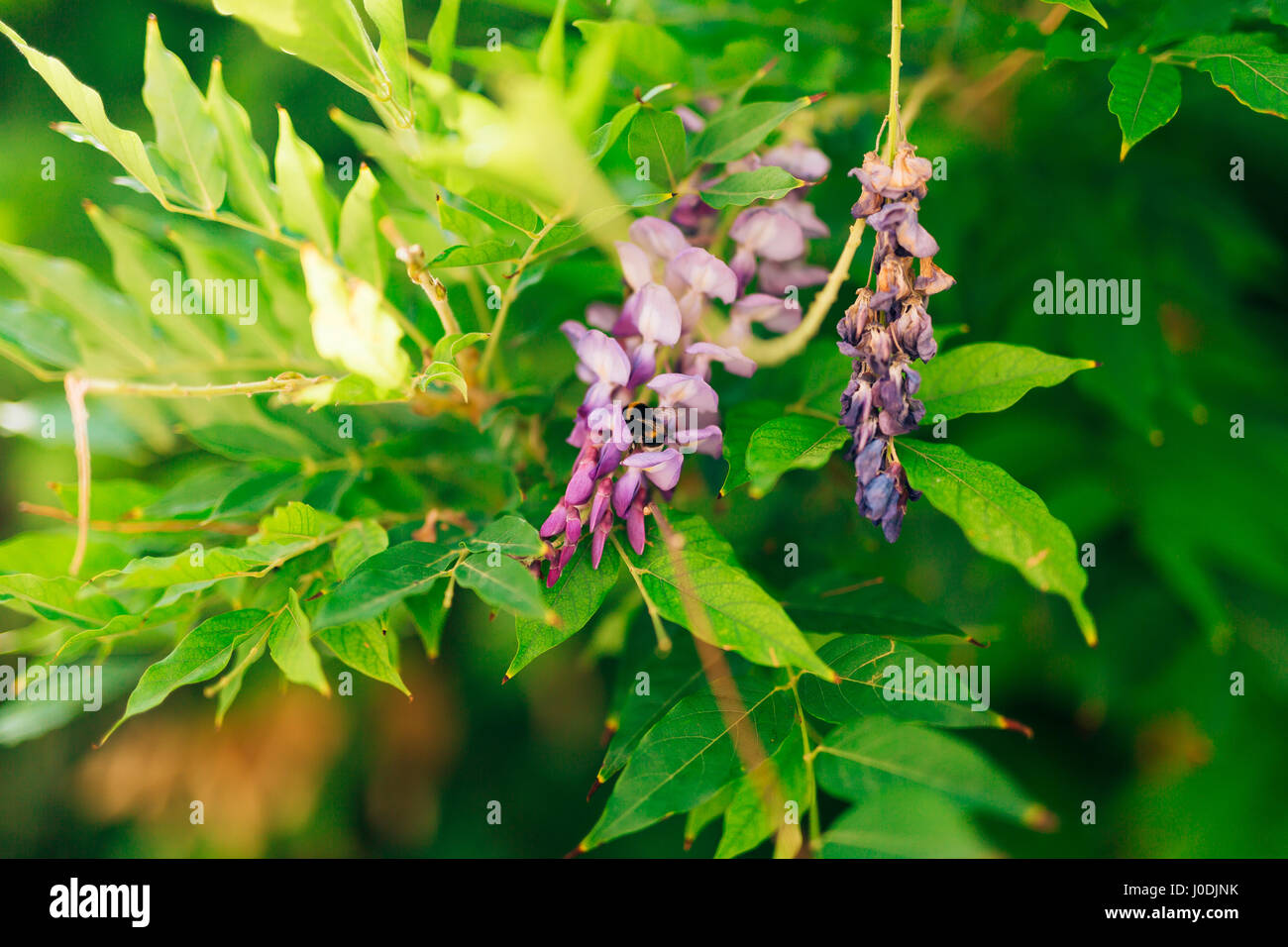Flowering tree wisteria in Montenegro, the Adriatic and the Balk Stock ...
