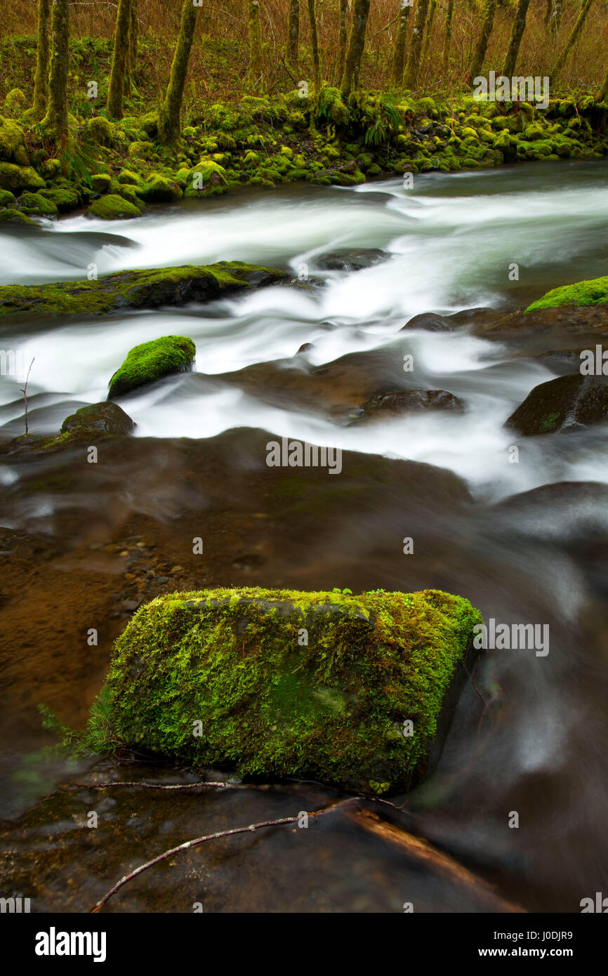 Nestucca River State Scenic Waterway at Fan Creek confluence, Nestucca ...