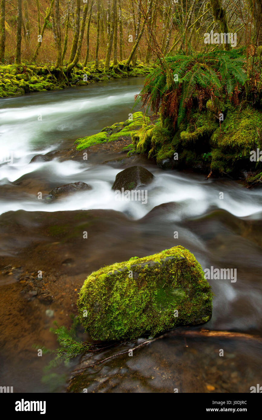 Nestucca River State Scenic Waterway at Fan Creek confluence, Nestucca ...