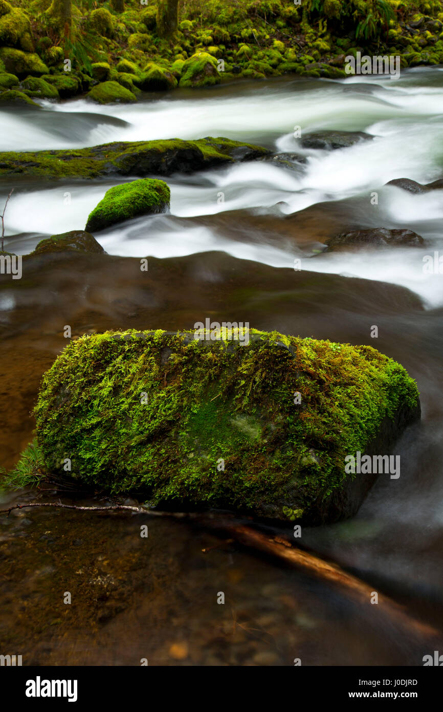 Nestucca River State Scenic Waterway at Fan Creek confluence, Nestucca ...