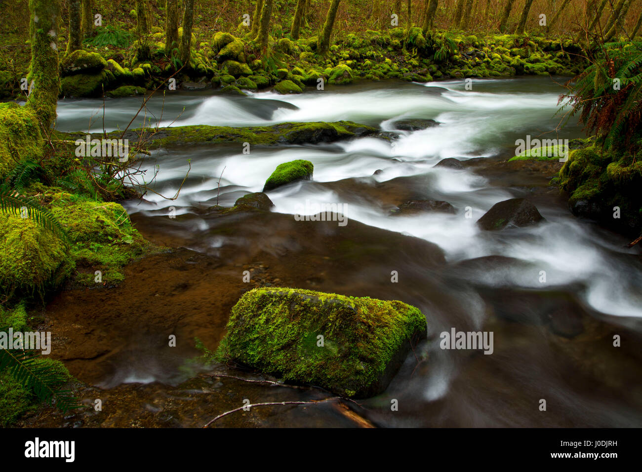 Nestucca River State Scenic Waterway at Fan Creek confluence, Nestucca ...