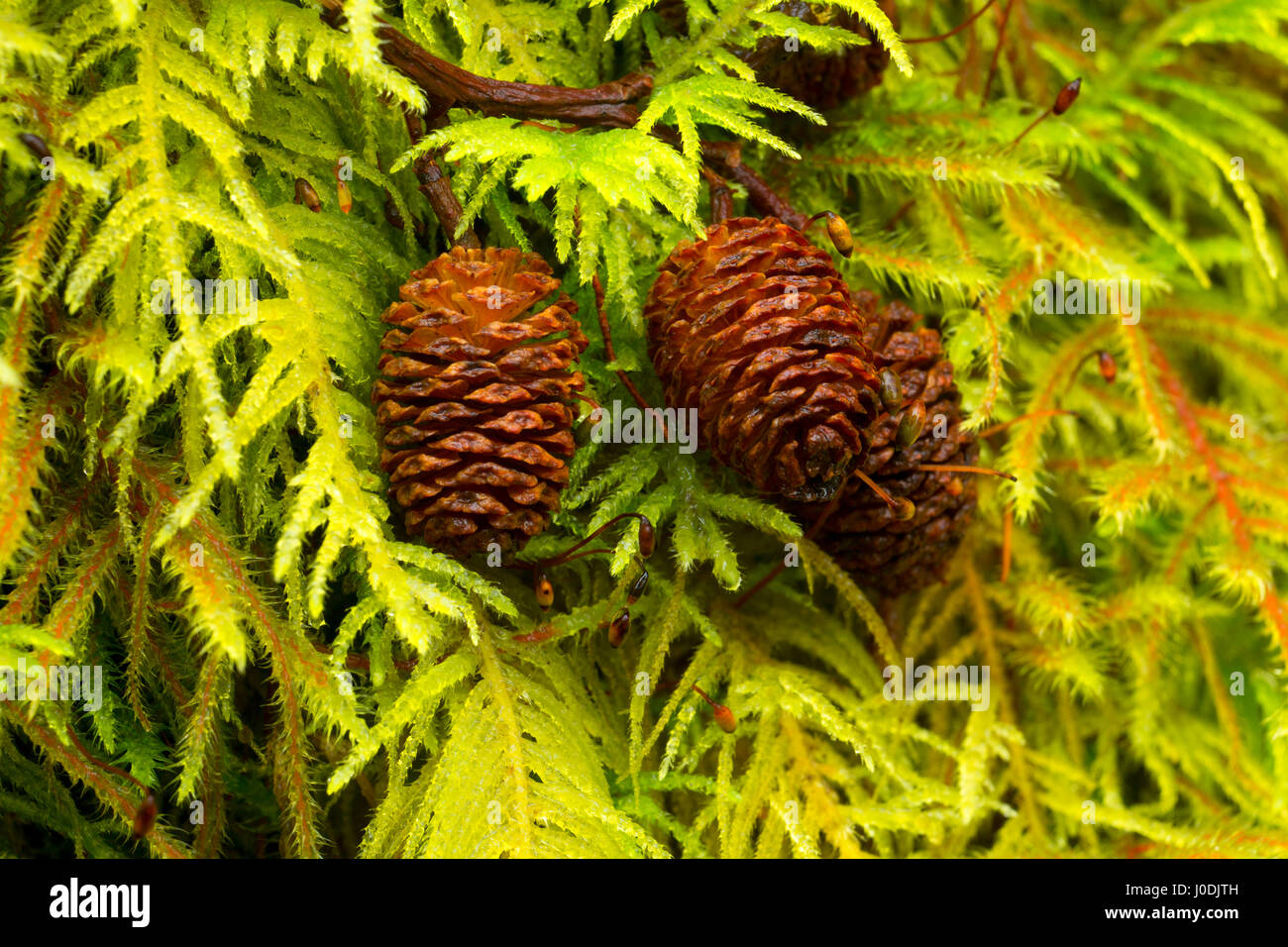 Club moss with red alder cones along Battle Lake Trail, Siuslaw ...
