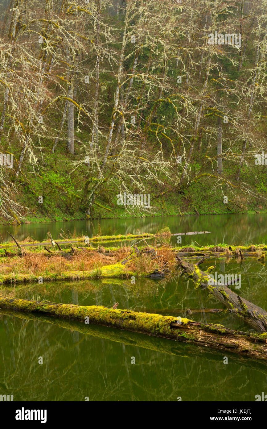 Battle Lake from Battle Lake Trail, Siuslaw National Forest, Oregon ...