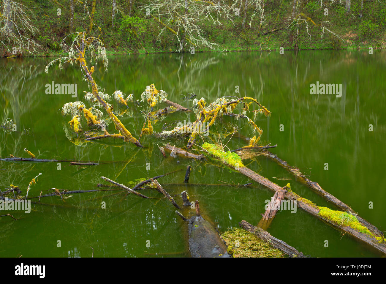 Battle Lake from Battle Lake Trail, Siuslaw National Forest, Oregon ...