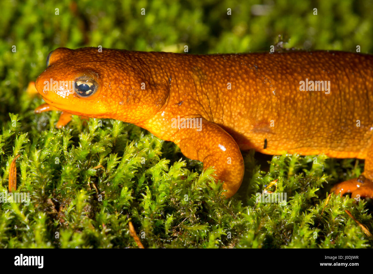 Rough-skinned newt along Harris Ranch Trail, Drift Creek Wilderness ...