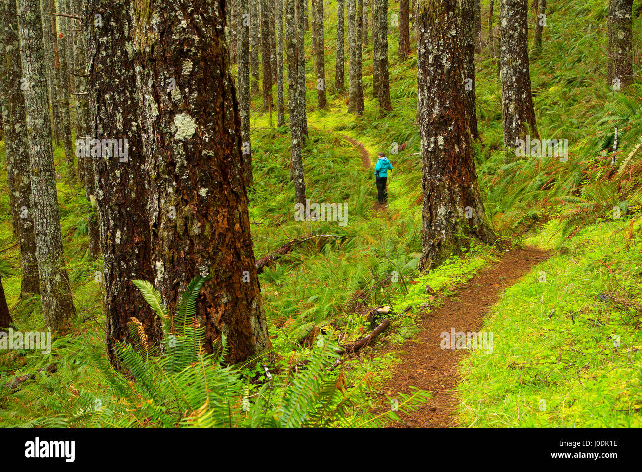 Pioneer Indian Trail, Siuslaw National Forest, Oregon Stock Photo - Alamy