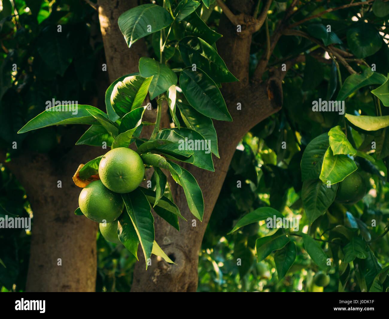 Green mandarins on a tree. Unripe tangerine. Montenegrin mandari Stock ...