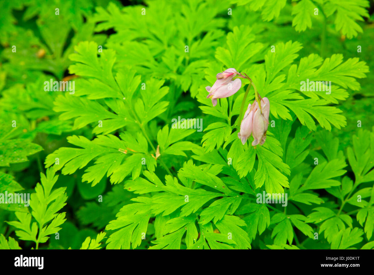 Pacific bleeding heart hi-res stock photography and images - Alamy
