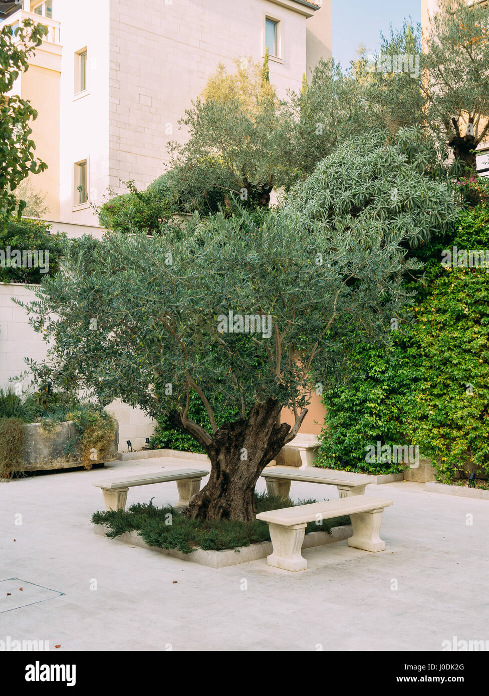 Olive Tree. Olive groves and gardens Stock Photo - Alamy