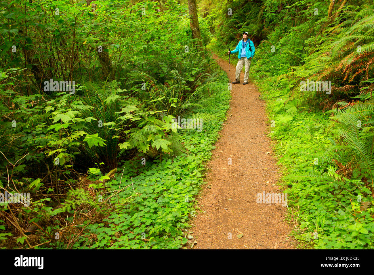 Giant Spruce Trail, Cape Perpetua Scenic Area, Siuslaw National Forest ...