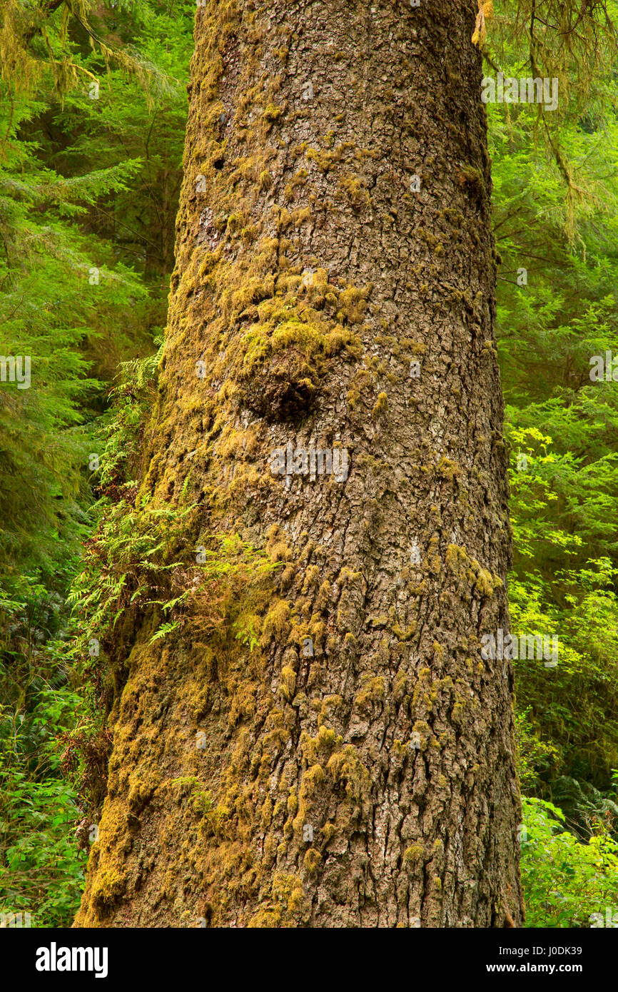 Giant Sitka spruce (Picea sitchensis) along Giant Spruce Trail, Cape ...