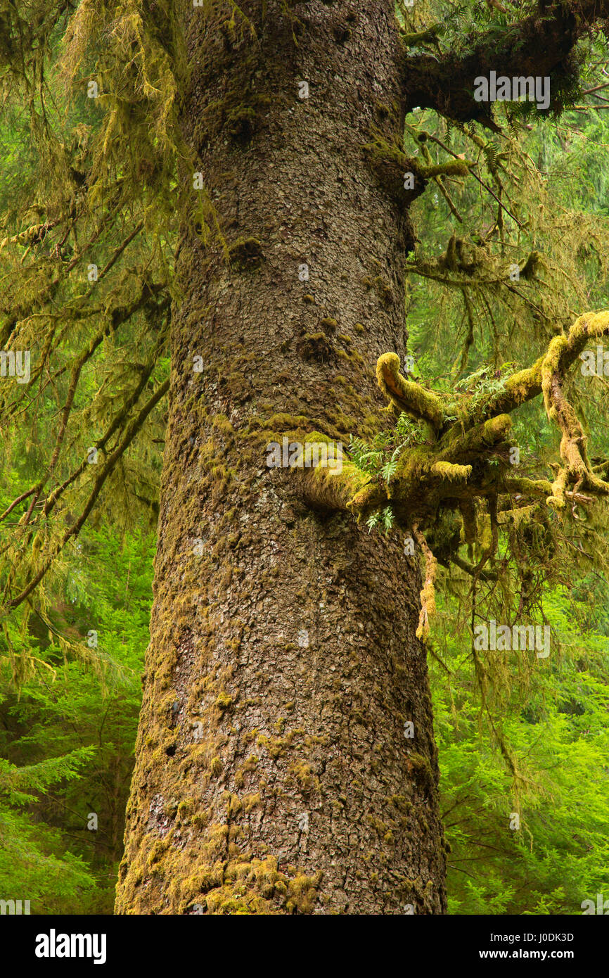 Giant Sitka spruce (Picea sitchensis) along Giant Spruce Trail, Cape ...