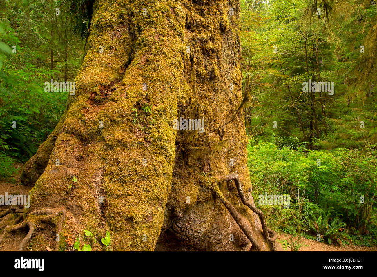 Giant Sitka spruce (Picea sitchensis) along Giant Spruce Trail, Cape ...