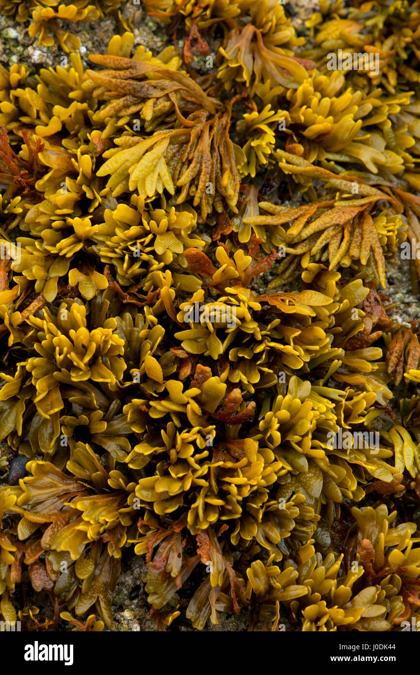 Seaweed, Cape Perpetua Scenic Area, Siuslaw National Forest, Oregon ...