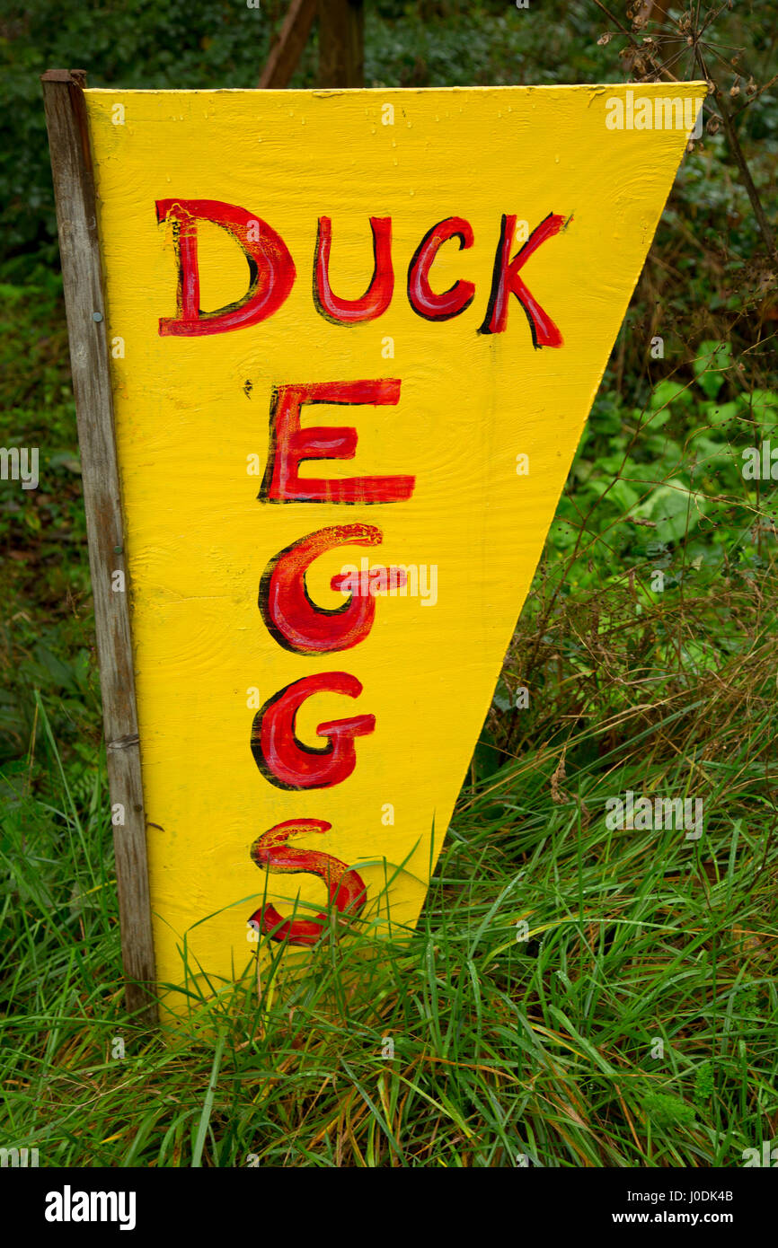 Duck egg hi-res stock photography and images - Alamy