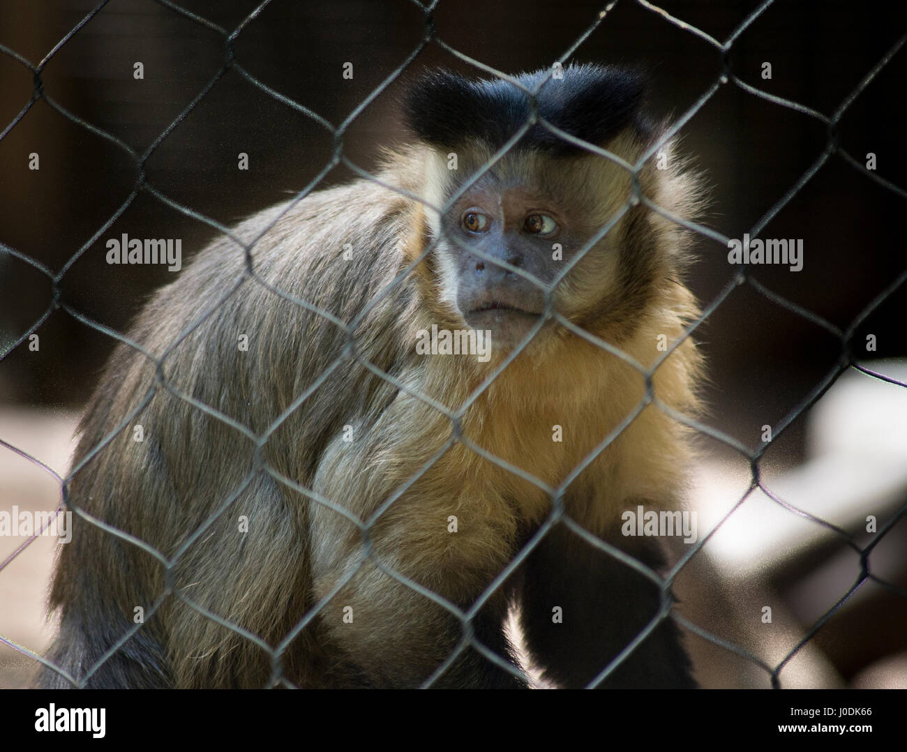 Stuck monkey hi-res stock photography and images - Alamy