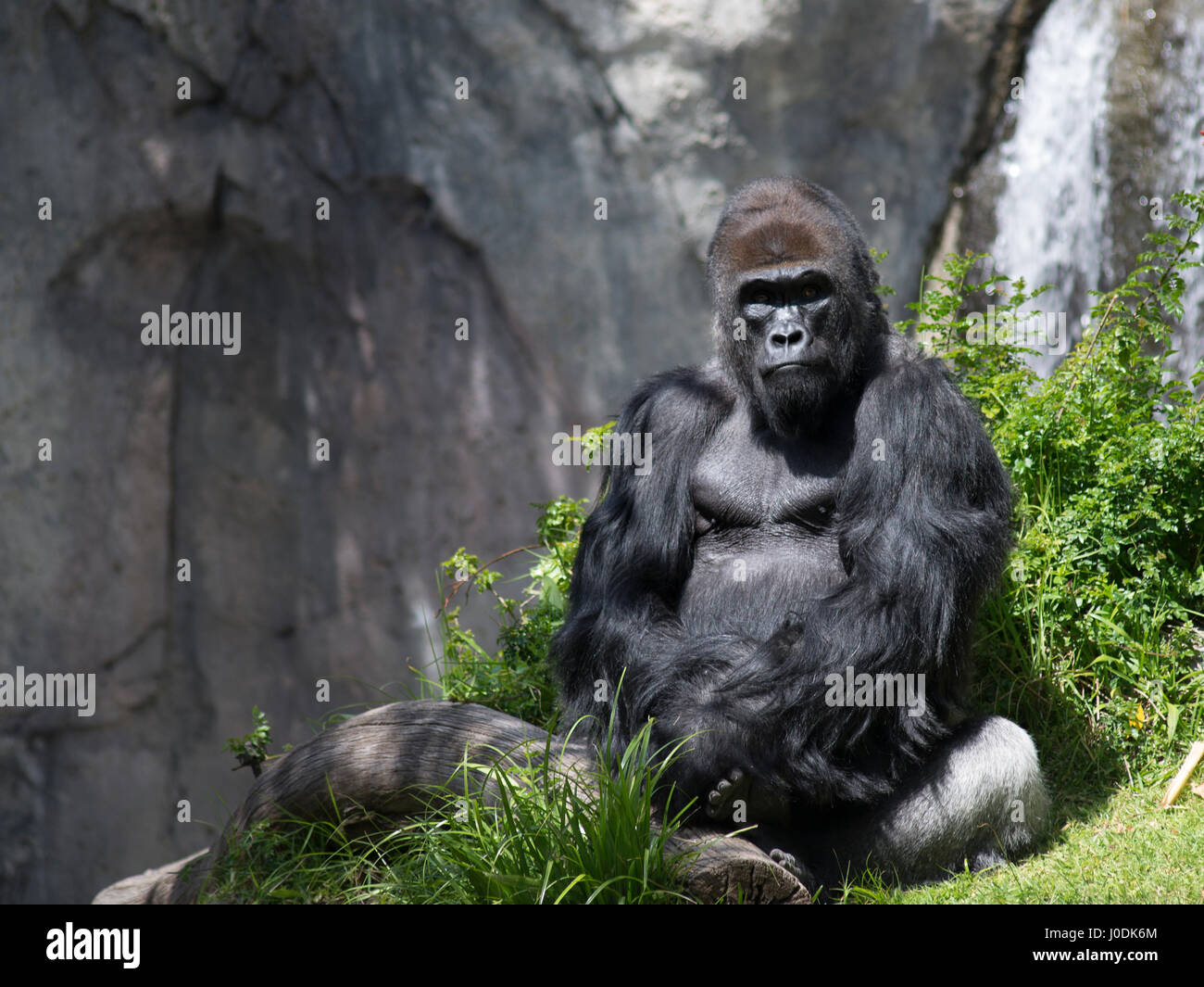 Scary Gorilla High Resolution Stock Photography and Images - Alamy