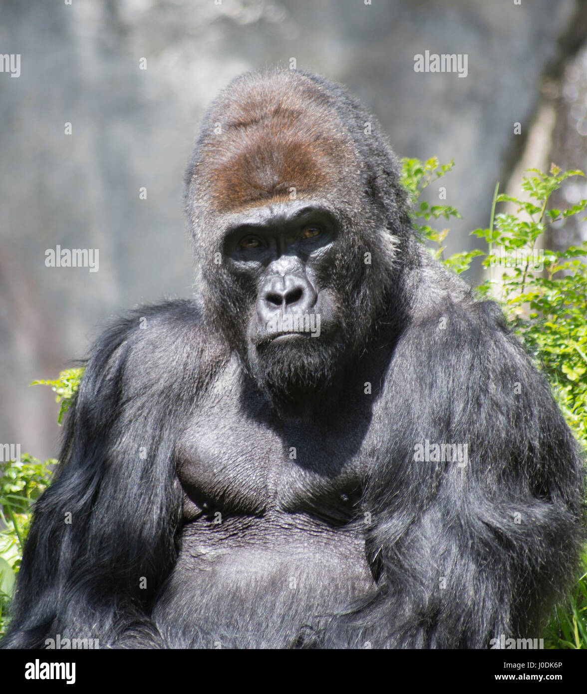 Angry gorilla hi-res stock photography and images - Alamy