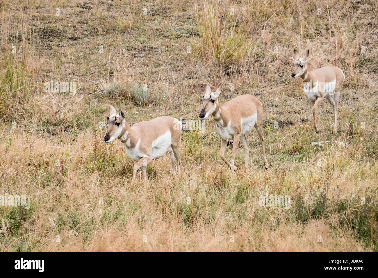 American pronghorn antelope male hi-res stock photography and images ...