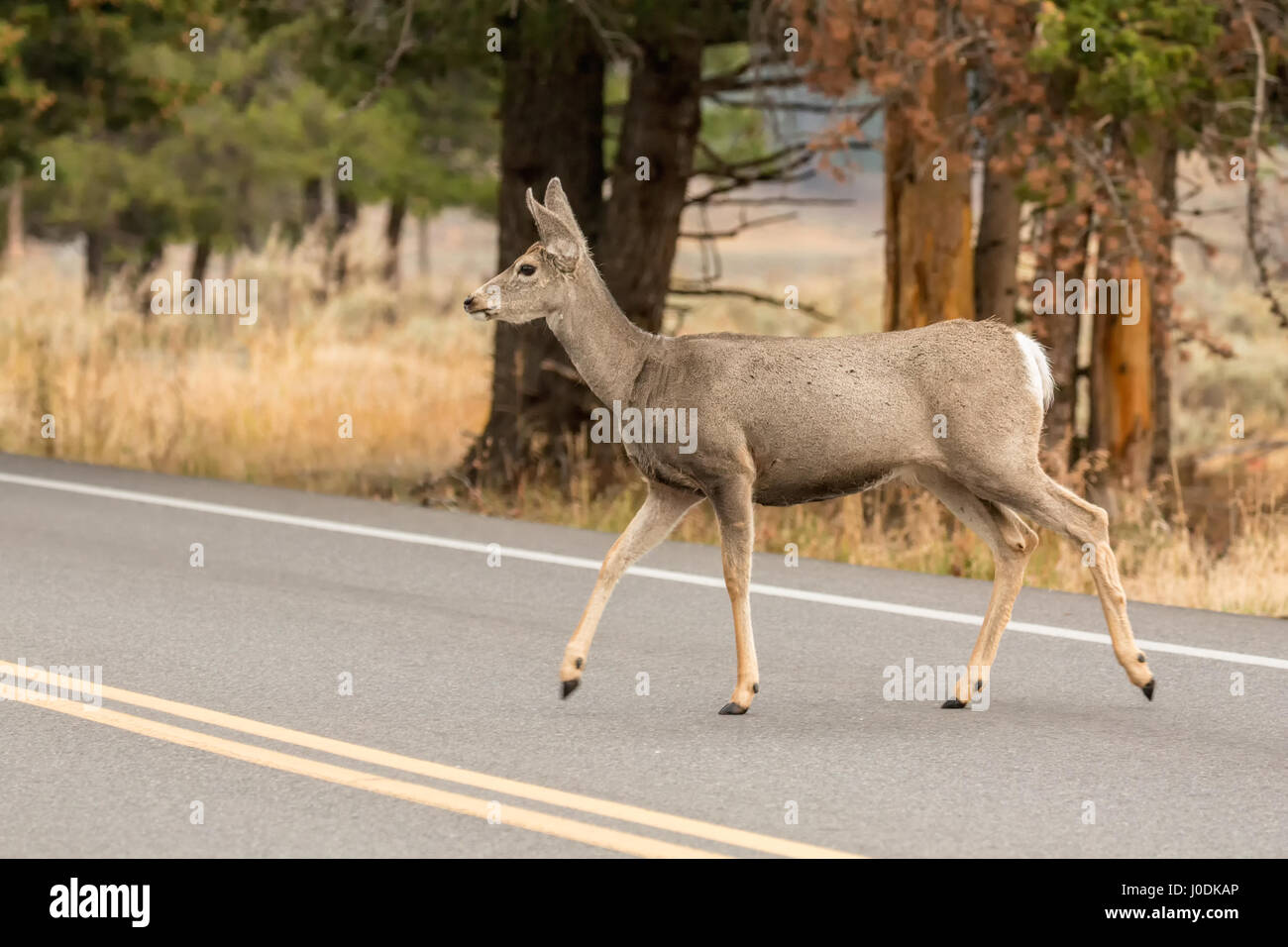 White-tailed Deer crossing a highway in Yellowstone National Park ...