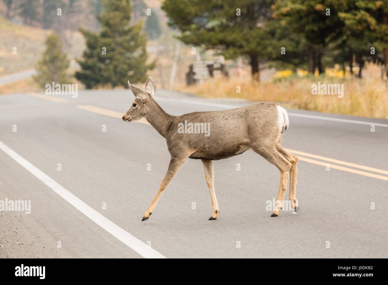Female deer crossing road hi-res stock photography and images - Alamy