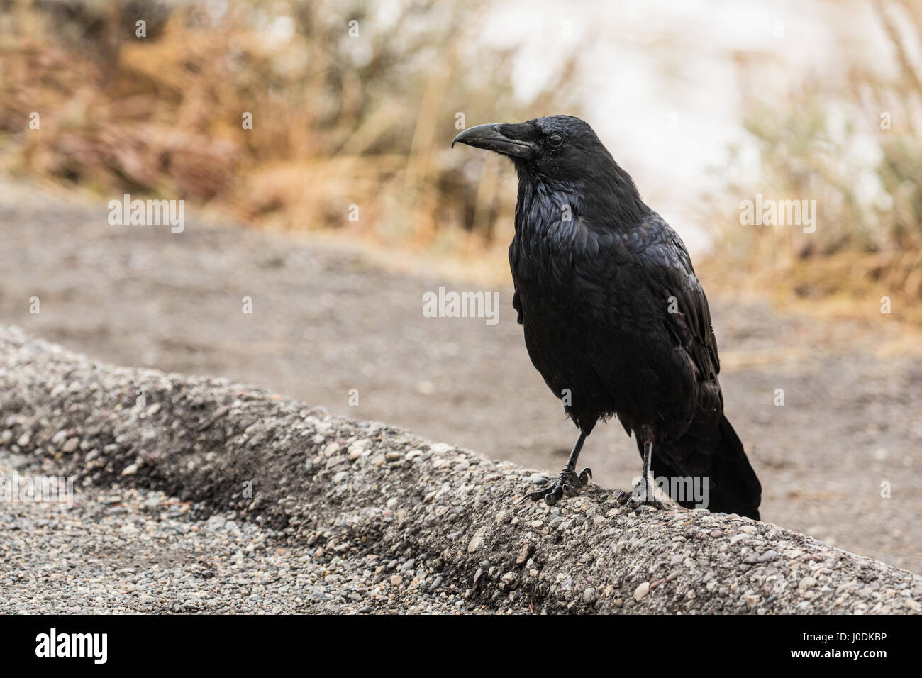 Yellowstone raven photography hi-res stock photography and images - Alamy