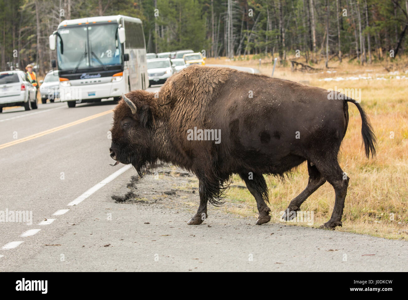 Yellowstone bison on road hi-res stock photography and images - Alamy