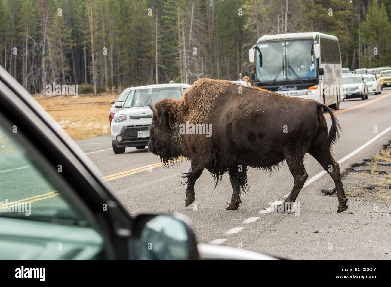 Buffalo Crossing Road In Yellowstone National Park High Resolution ...