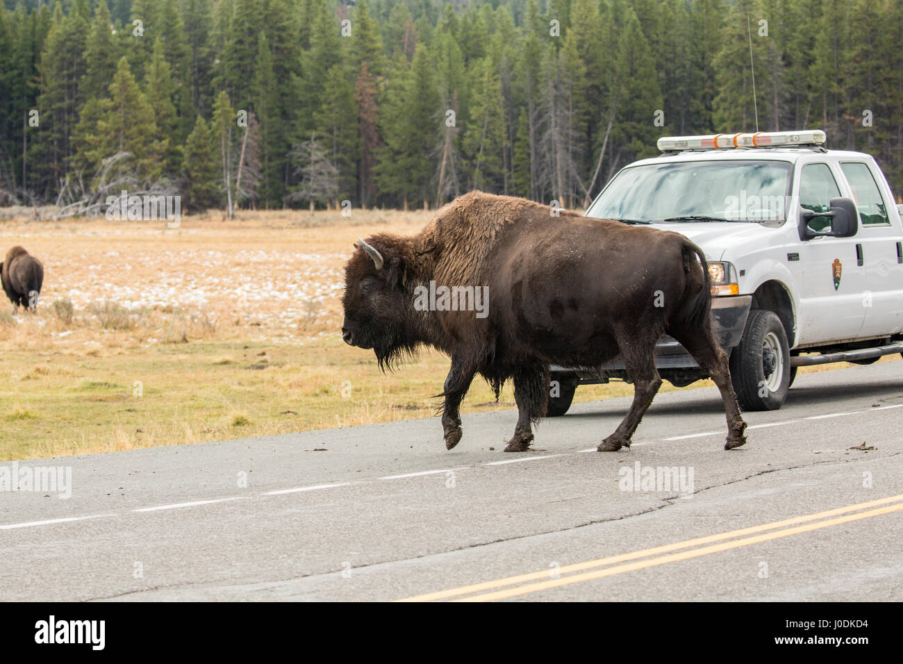 Yellowstone bison on road hi-res stock photography and images - Alamy