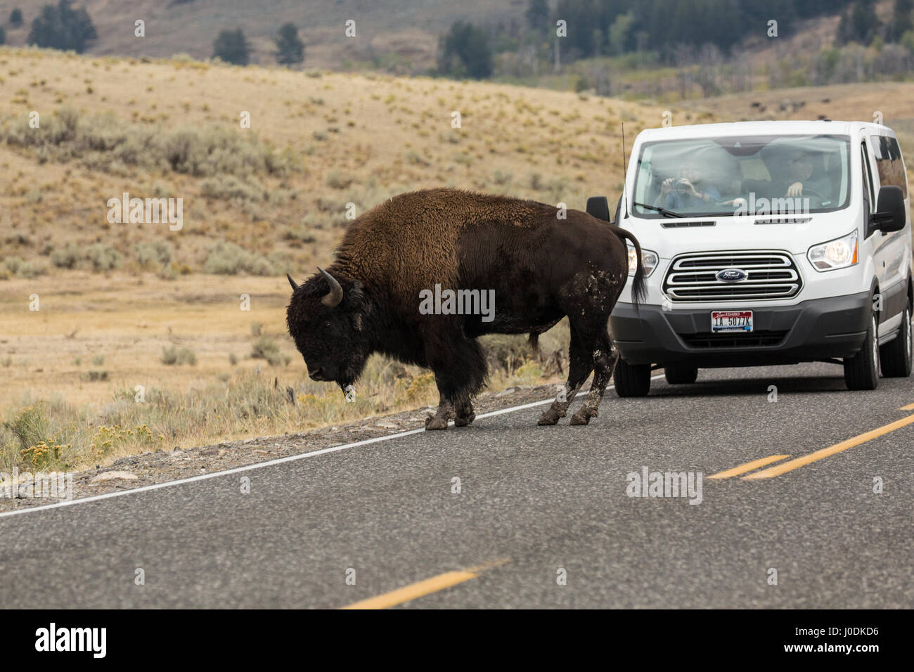 Yellowstone road hi-res stock photography and images - Alamy
