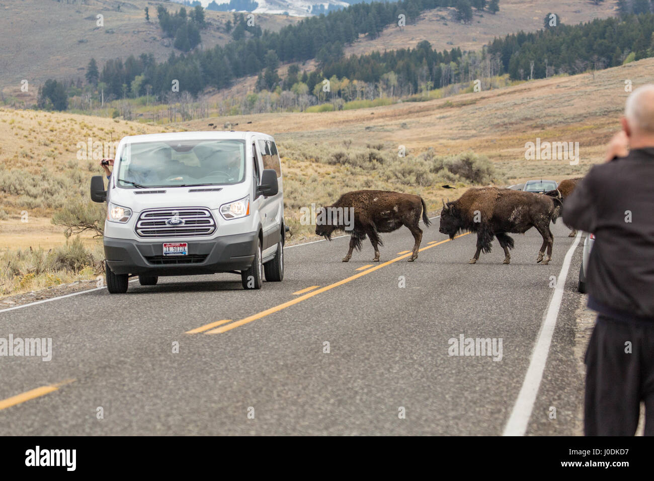 American bison buffalo tourist close hi-res stock photography and ...