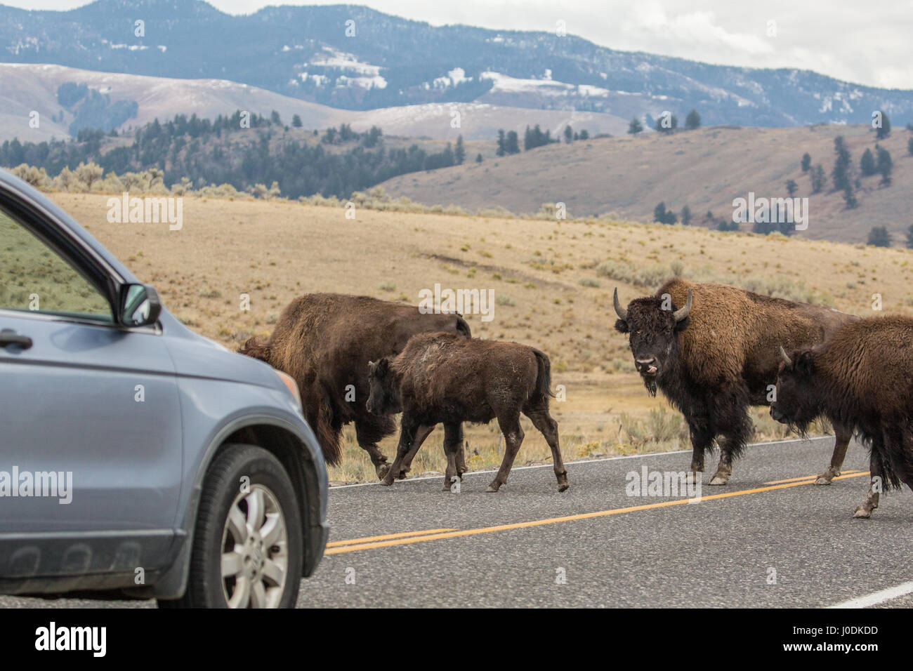 Yellowstone bison on road hi-res stock photography and images - Alamy
