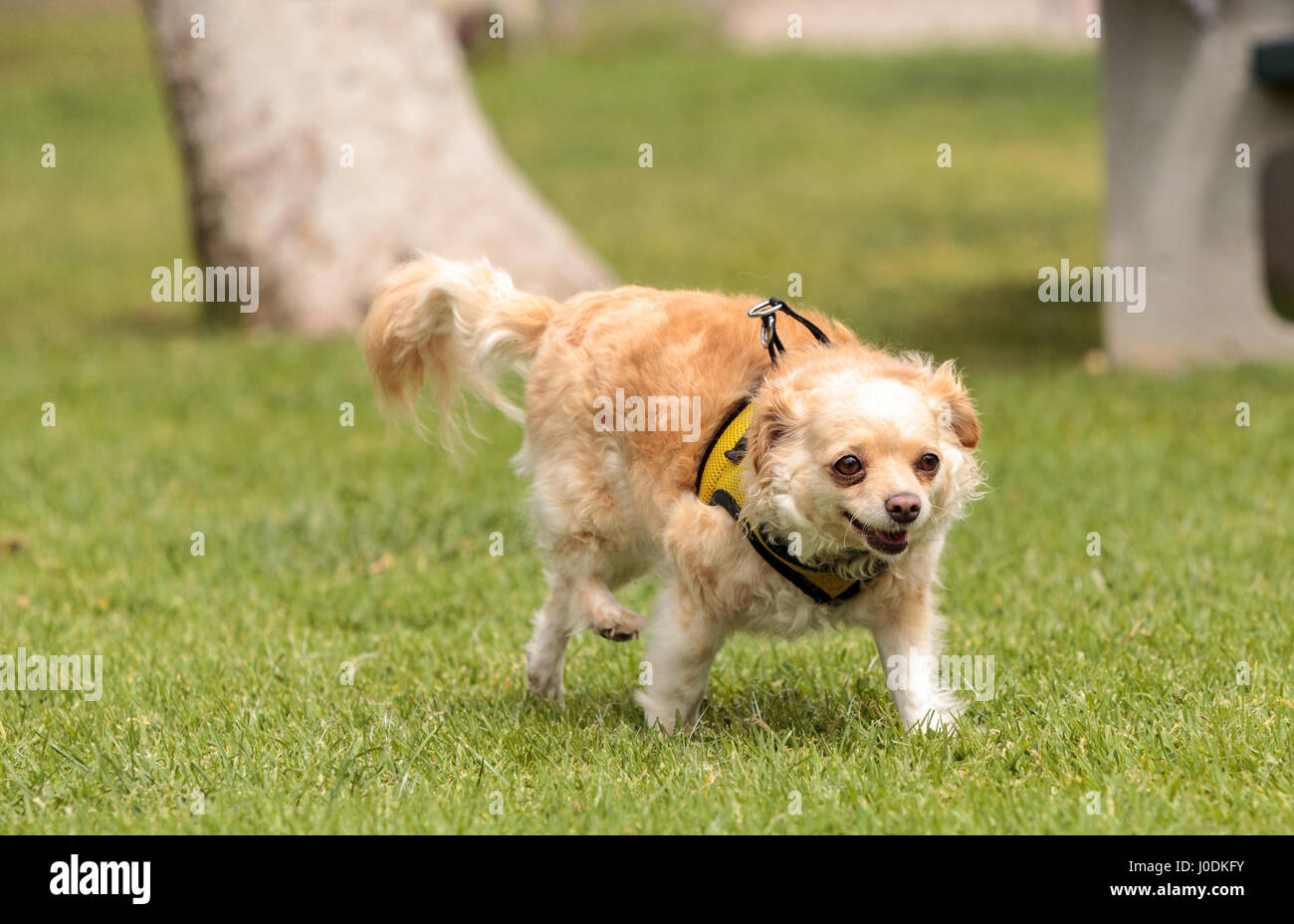 Chihuahua dog mix plays in a dog park in summer Stock Photo - Alamy