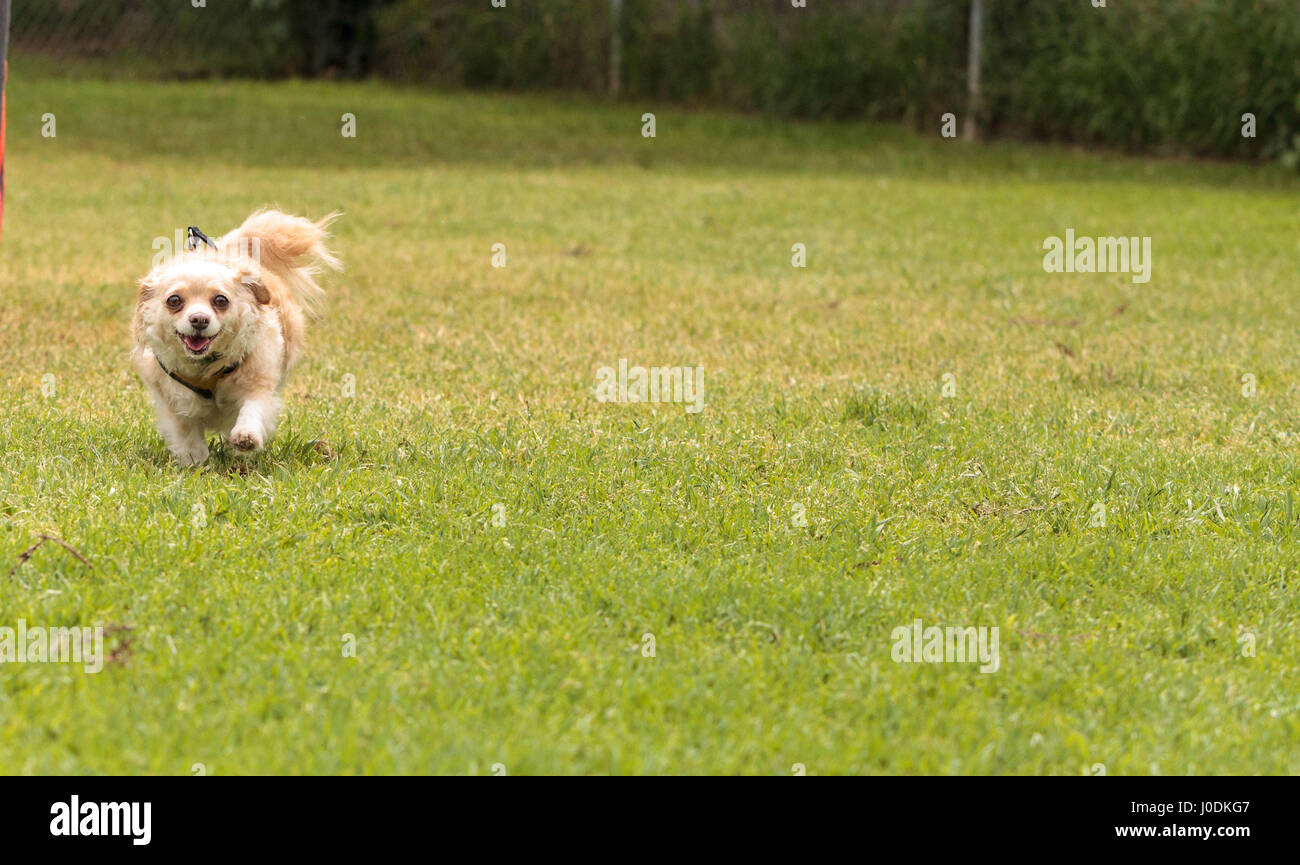 Chihuahua dog mix plays in a dog park in summer Stock Photo - Alamy