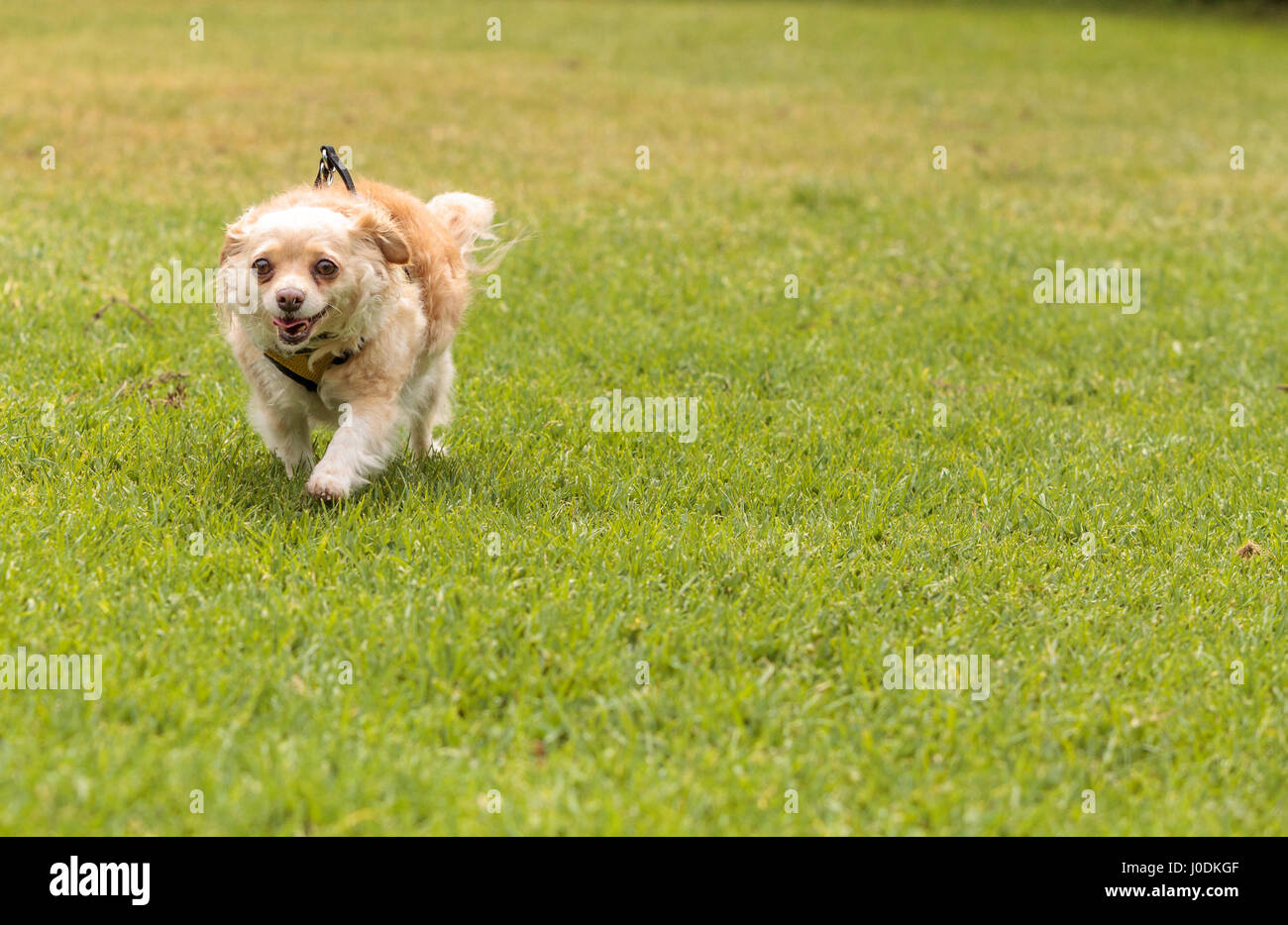 Chihuahua dog mix plays in a dog park in summer Stock Photo - Alamy