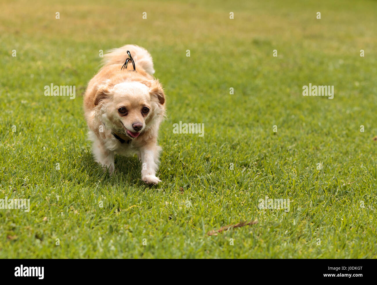 Chihuahua dog mix plays in a dog park in summer Stock Photo - Alamy