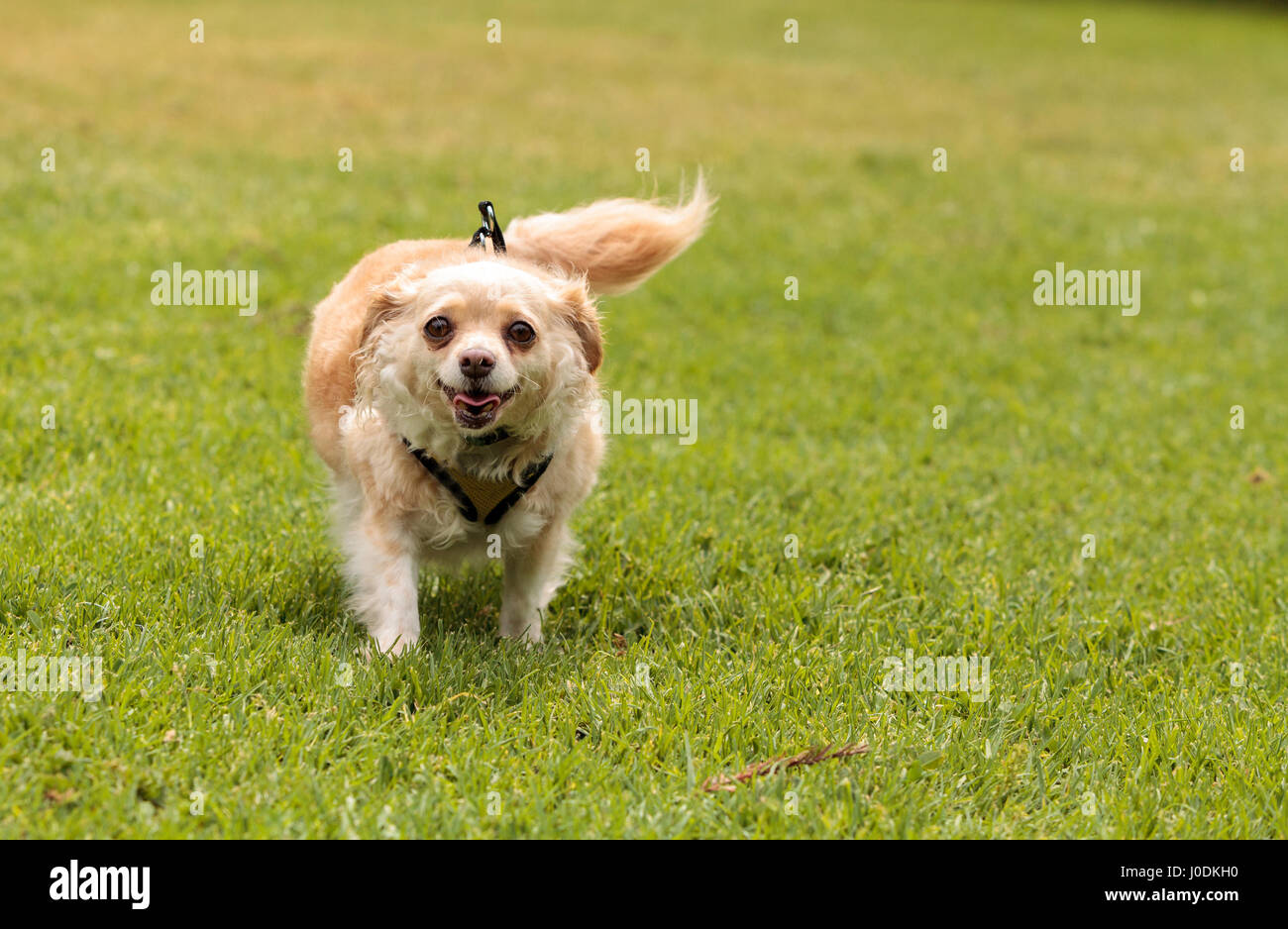 Chihuahua dog mix plays in a dog park in summer Stock Photo - Alamy